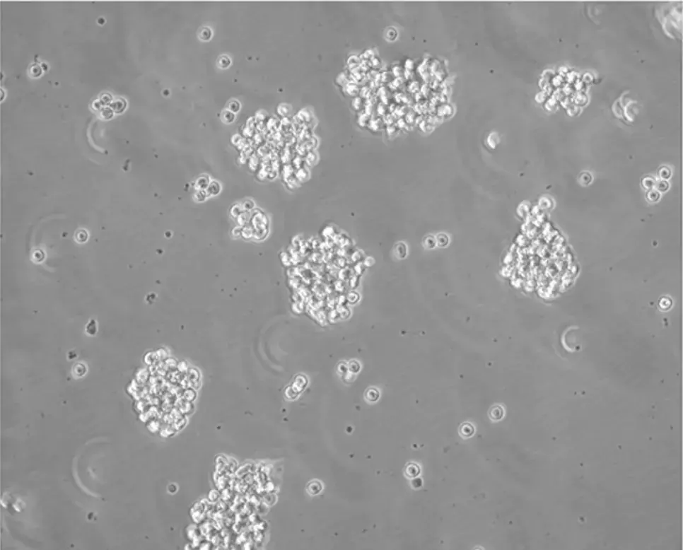Raji细胞 P1-Raji细胞 GM04671细胞ATCC CCL-86标准人Burkitt's淋巴瘤细胞株 - 知乎