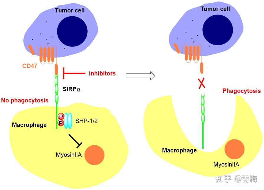 药物靶标：CD47 - 知乎