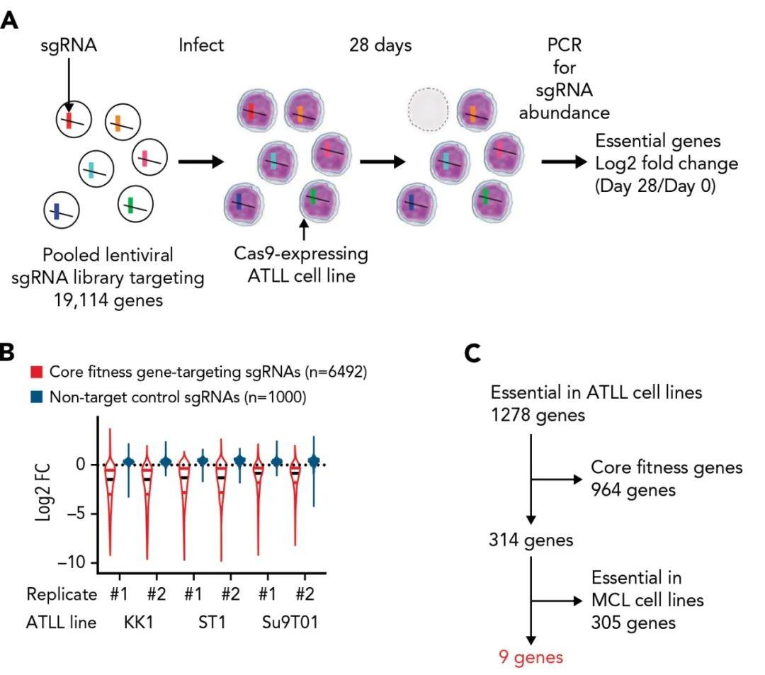 CRISPR/Cas9文库2.0升级版—助你快速、精准地做基因筛选 - 知乎