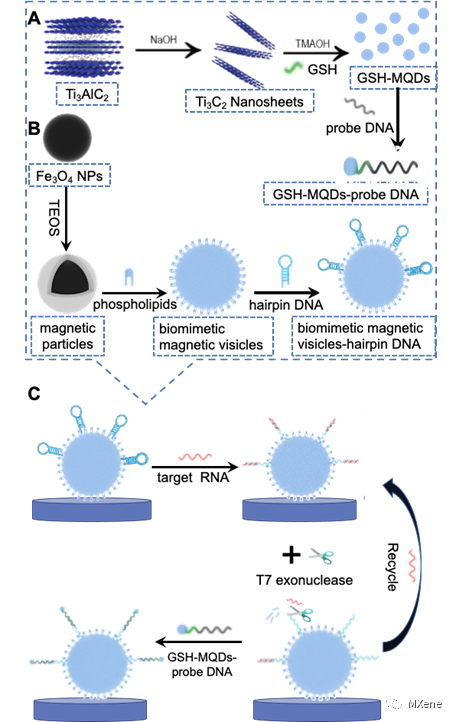 量子点 | CEJ | 一种基于GSH修饰的MXene QD的ECL生物传感器检测三阴性乳腺癌中的miRNA221 - 知乎