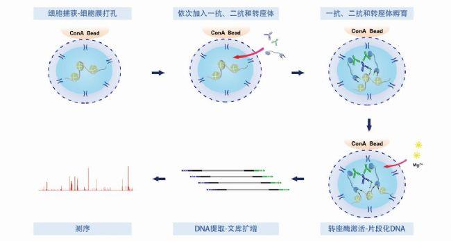 CUT&Tag：一种全新的研究DNA-蛋白质互作技术，一招教您解决ChIP-Seq带来的苦恼！ - 知乎