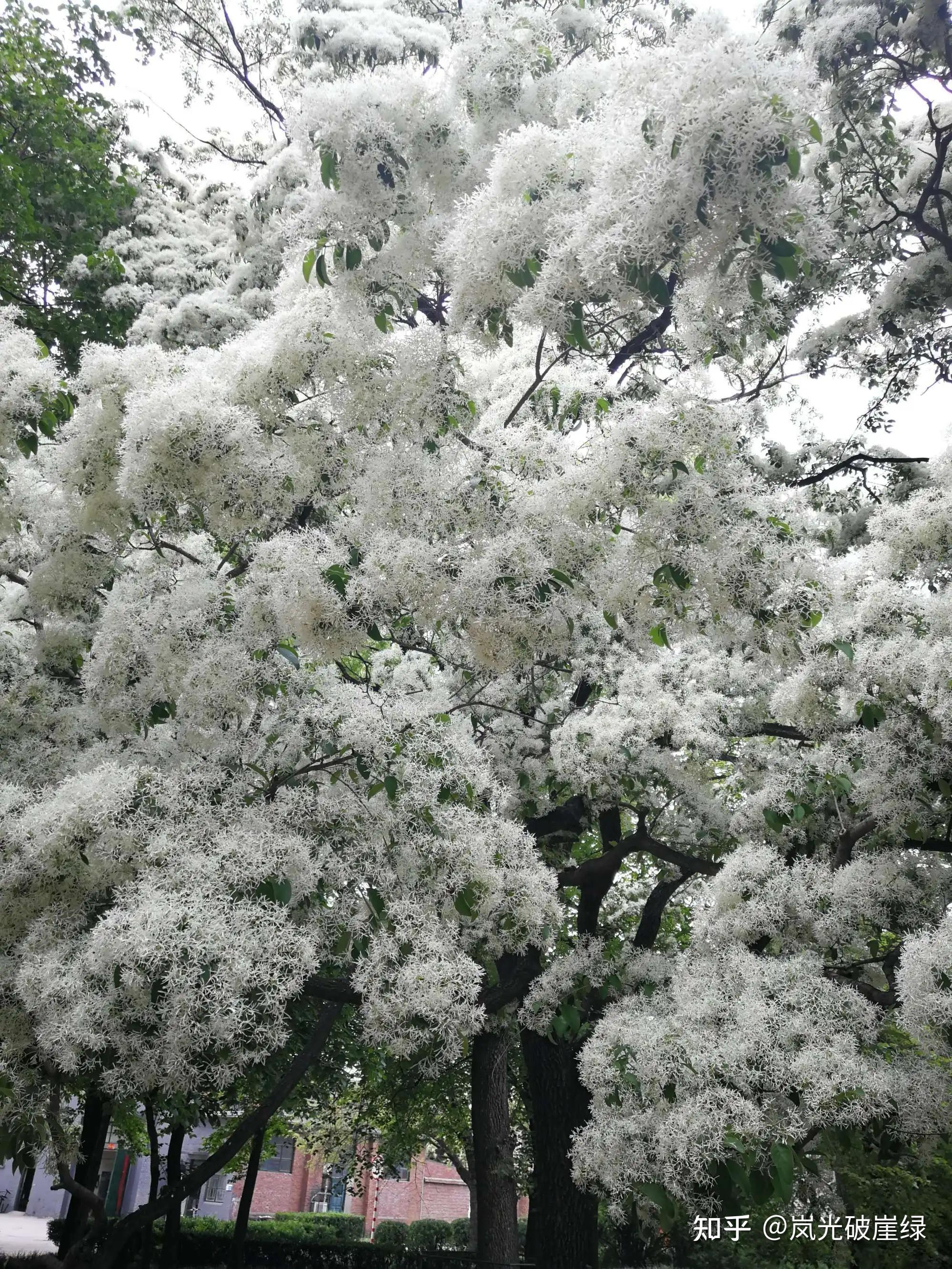 告诉你一些不知道的壮丽观花树 - 知乎
