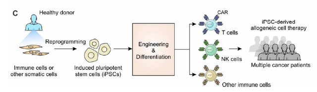 逐典分享丨iPSC商业简史：年轻赛道正在缔造医学神话-上海逐典