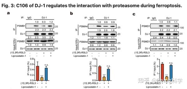 Nature子刊 | DJ-1有望作为新靶点治疗铁死亡相关疾病 - 知乎