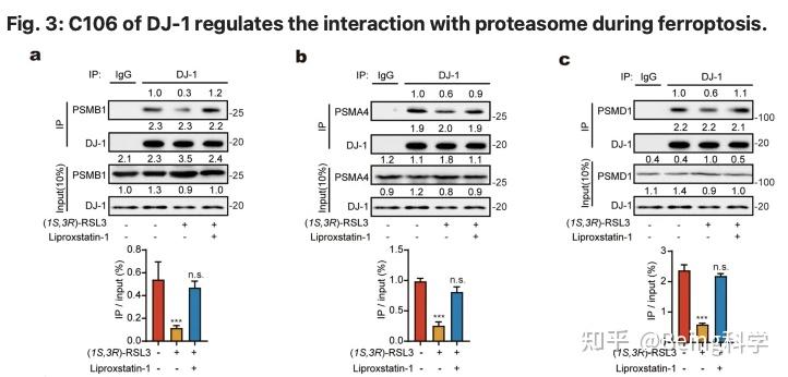 Nature子刊 | DJ-1有望作为新靶点治疗铁死亡相关疾病 - 知乎
