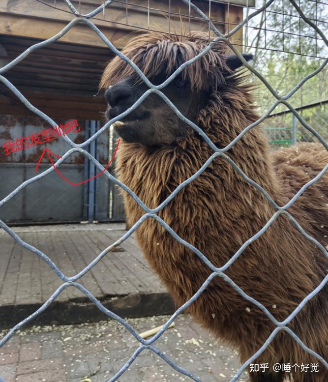 Linux服务器顺利配置Pointcept流程的细节总结 - 知乎