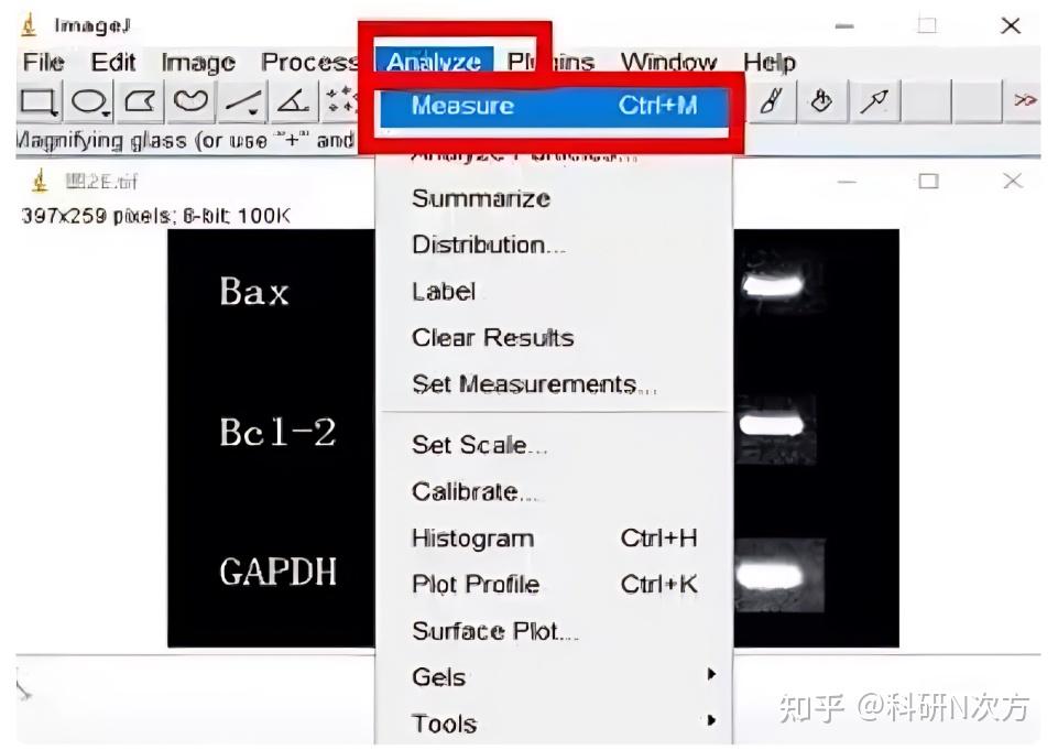 科研干货 | 用Image J 定量分析Western blot条带灰度值！ - 知乎
