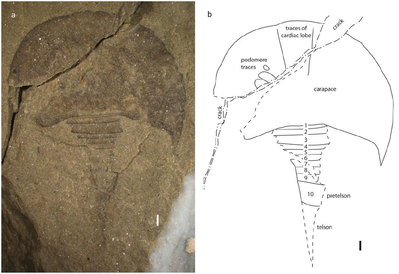【地球演义】铁虿狰狞9：巨鲎末路 - 知乎