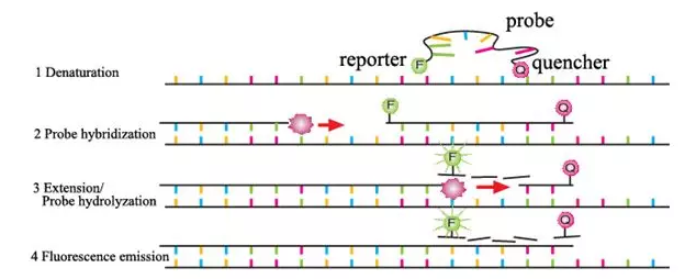 从PCR到qPCR——关于理论、应用的演化简史 - 知乎