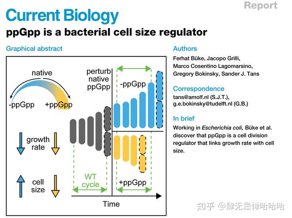 继续认识ppGpp - 知乎