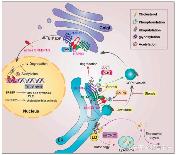 SCI 干货分享：癌症中的脂质代谢 - 知乎