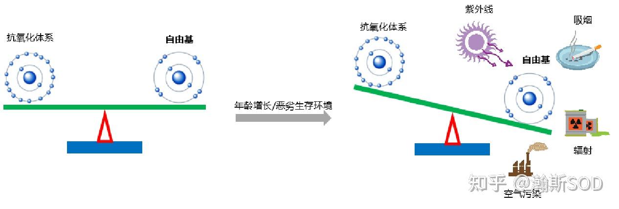 SOD概述及在食品行业中的作用 - 知乎