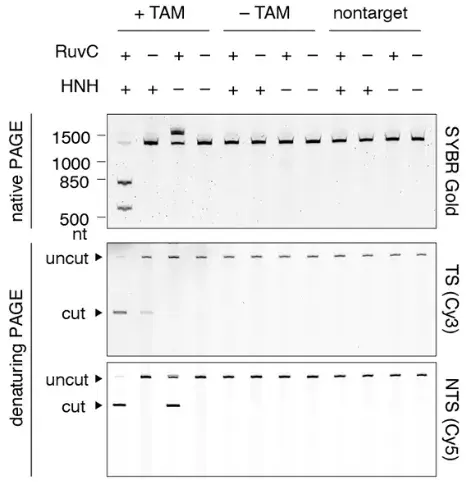 基因编辑的极限在哪里——迷你核酸酶IscB和TnpB的发现 - 知乎