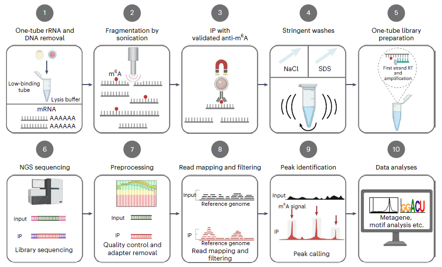 SPRI经典磁珠｜逆转录/体外转录/RNA-Seq纯化方案 - 知乎