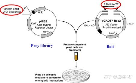 TF-Centered Y1H - 知乎