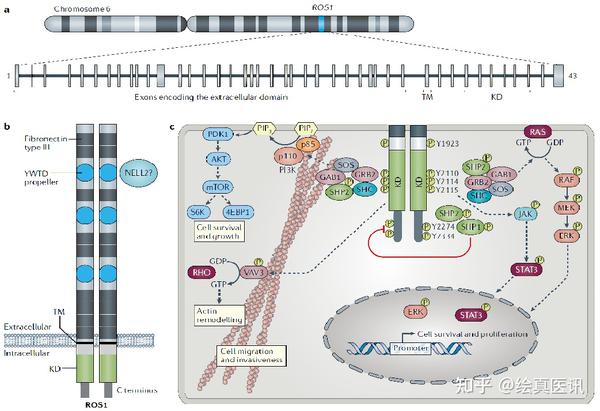 瑞普替尼上市在即！针对ROS1阳性非小细胞肺癌获CDE和FDA优先审评 - 知乎