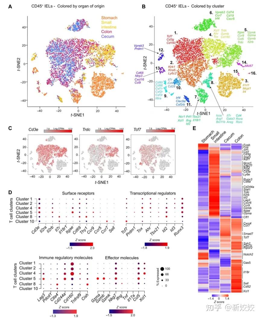 Sci Immunol | 流式细胞术+单细胞测序+多重荧光免疫组化多组学联用发现上皮内淋巴细胞（IEL）抗肿瘤反应潜在靶点 - 知乎