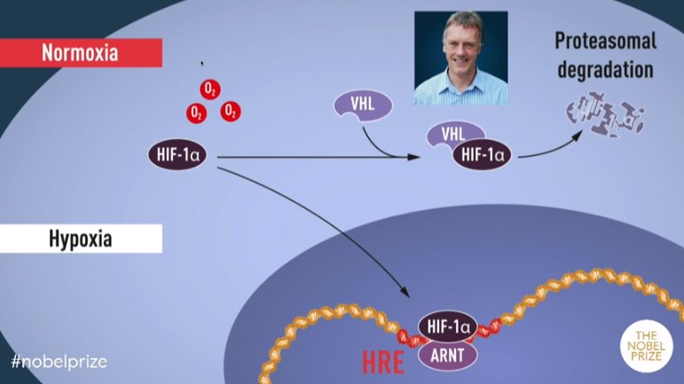 2019诺贝尔生理学或医学奖之HIF-1的发现之旅 - 知乎