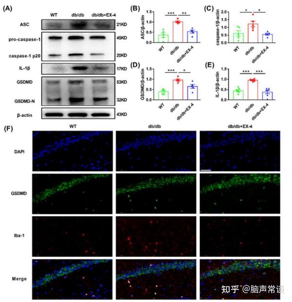 第四军医大学药学系刘水冰与马雪课题组揭示GLP-1受体通过调控小胶质细胞线粒体自噬缓解糖尿病小鼠抑郁样行为 - 知乎
