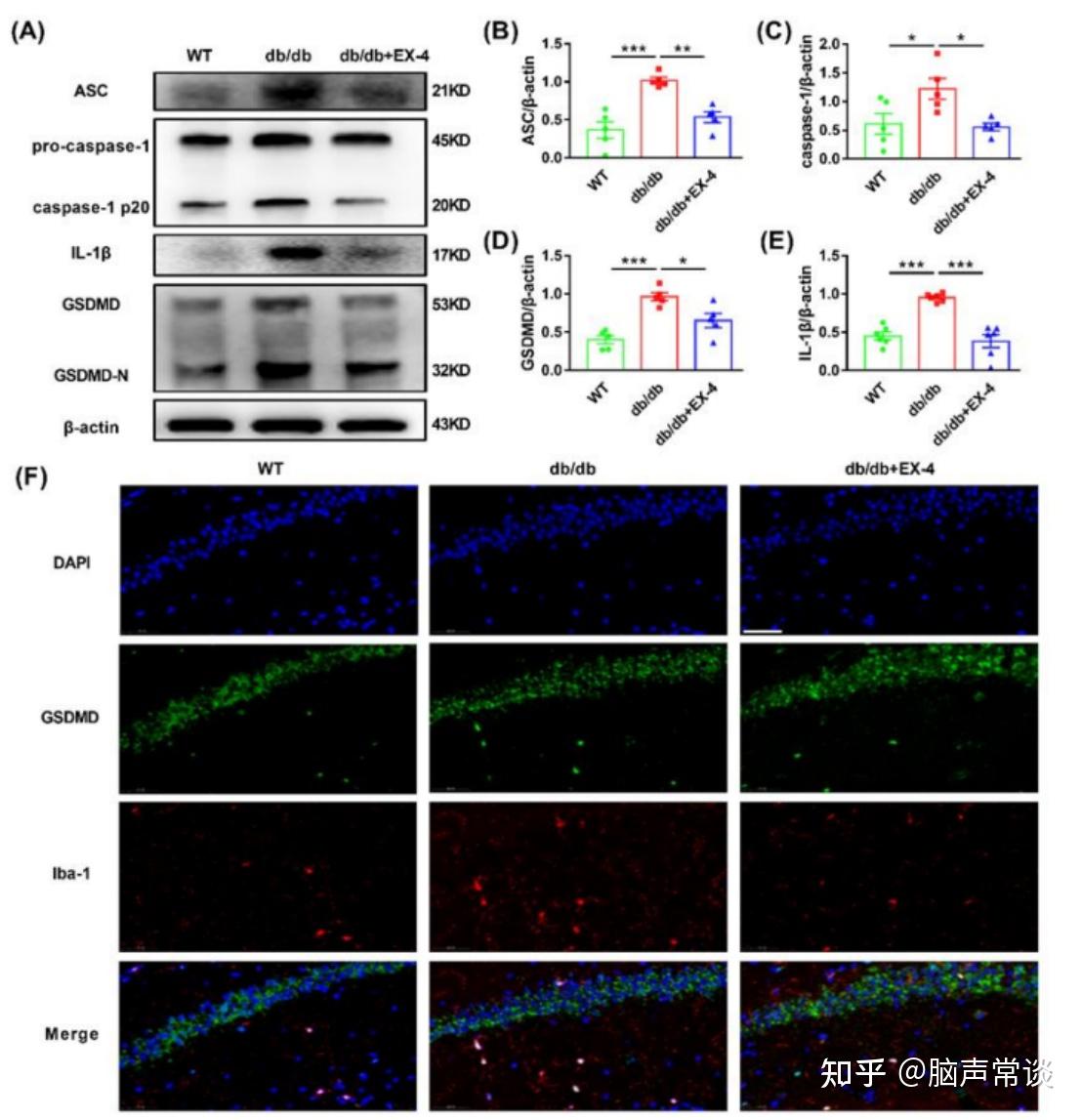 第四军医大学药学系刘水冰与马雪课题组揭示GLP-1受体通过调控小胶质细胞线粒体自噬缓解糖尿病小鼠抑郁样行为 - 知乎