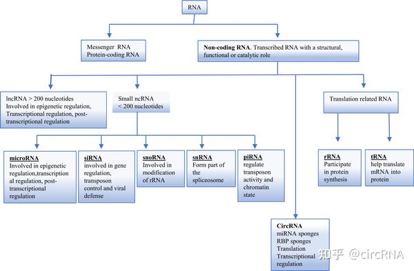 Pharmacol Ther丨杨晓峰教授综述circRNA在心血管和代谢性疾病中的研究进展 - 知乎