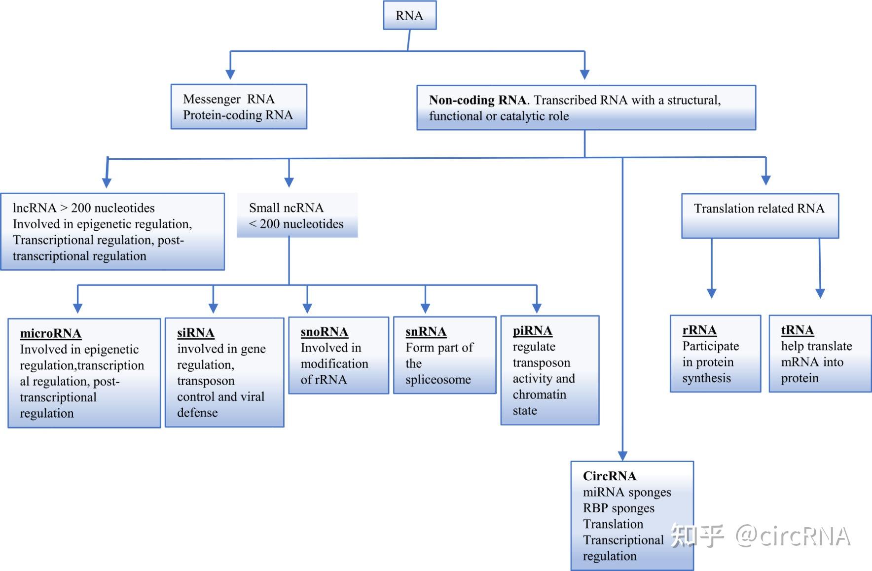 Pharmacol Ther丨杨晓峰教授综述circRNA在心血管和代谢性疾病中的研究进展 - 知乎
