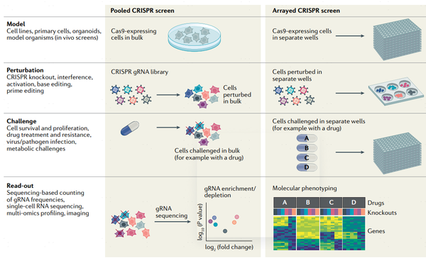 知识大融通 | 新格元单细胞CRISPR解决方案震撼来袭 - 知乎