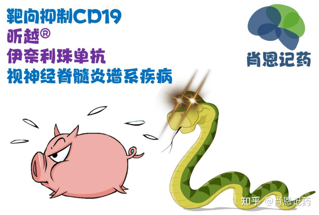 记住所有FDA生物药 | 抗CD19 | 治疗视神经脊髓炎谱系疾病NMOSD | 昕越®伊奈利珠单抗 - 知乎