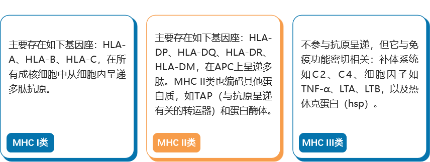 MHC分子：免疫系统的桥梁——探索守护者背后的秘密 - 知乎