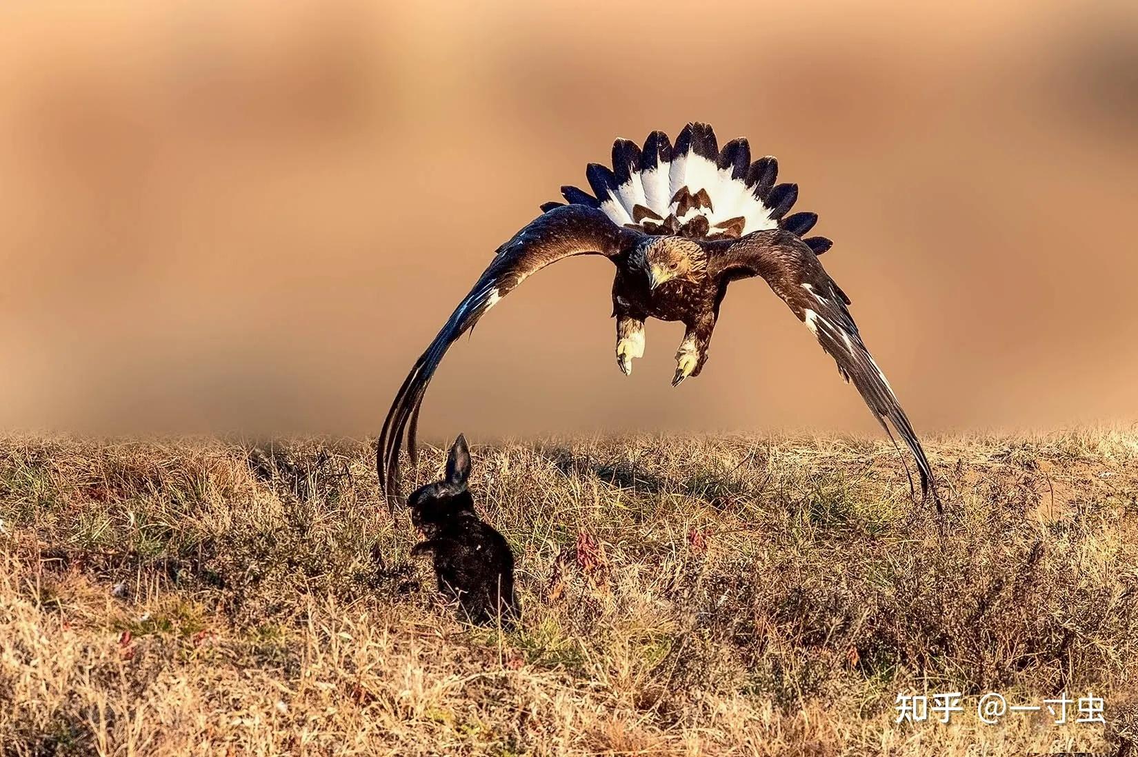 号称猛禽之王的金雕，有啥特别之处？空中击杀天鹅，地面捕食野狼 - 知乎
