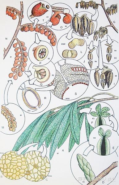 【地球生物全系列——植物篇】植物界—种子蕨门（下） - 知乎