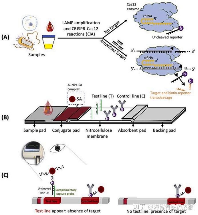 海博特CRO带你了解CRISPR在食源性致病菌检测中的应用 - 知乎