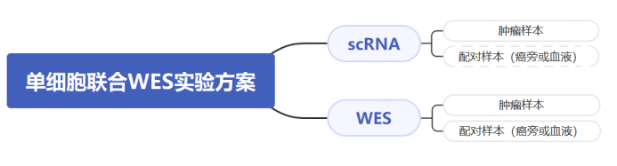 如虎添翼丨新格元scRNA联合WES分析助力肿瘤CNV研究 - 知乎