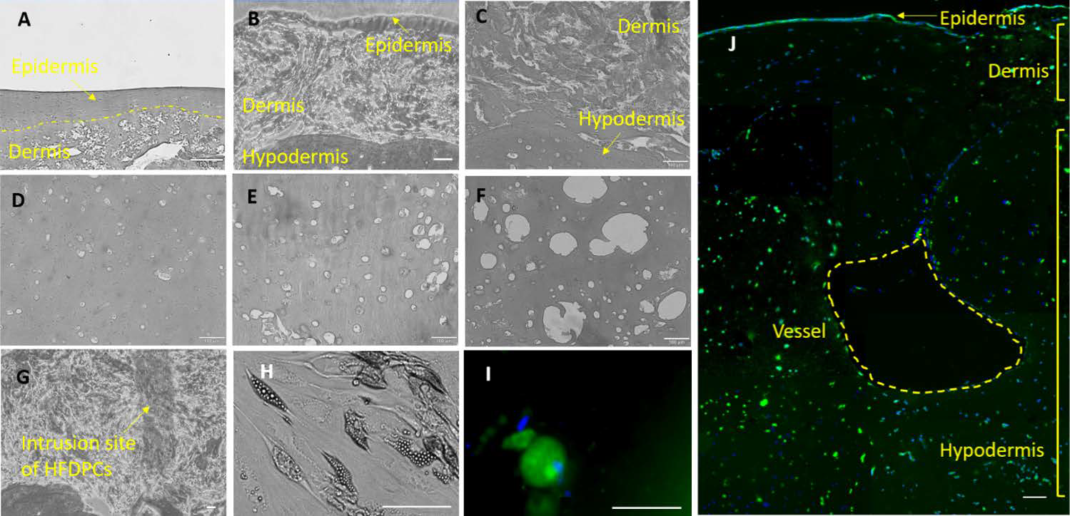 Cellink-3D生物打印应用文章：使用BIO X6生物打印机进行复杂皮肤构建的3D生物打印 - 知乎