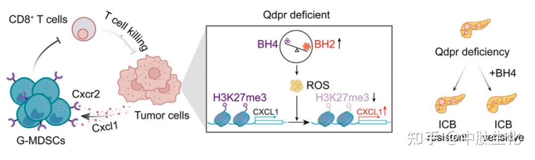 Cell子刊：林东昕/郑健/王力勤团队揭示QDPR缺陷导致胰腺癌免疫抑制 - 知乎