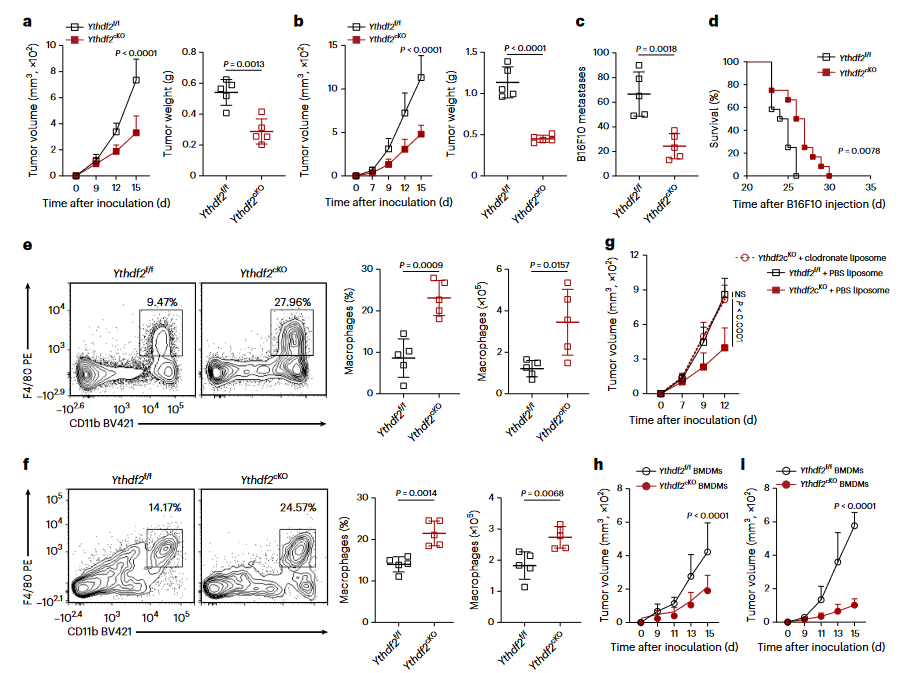 m6A+单细胞热点专题二：YTHDF2通过CD8+T细胞调控TAM重编程并控制抗肿瘤免疫 - 知乎