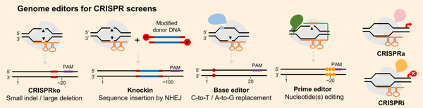 CRISPR screen——极具潜力的高通量筛选技术 - 知乎
