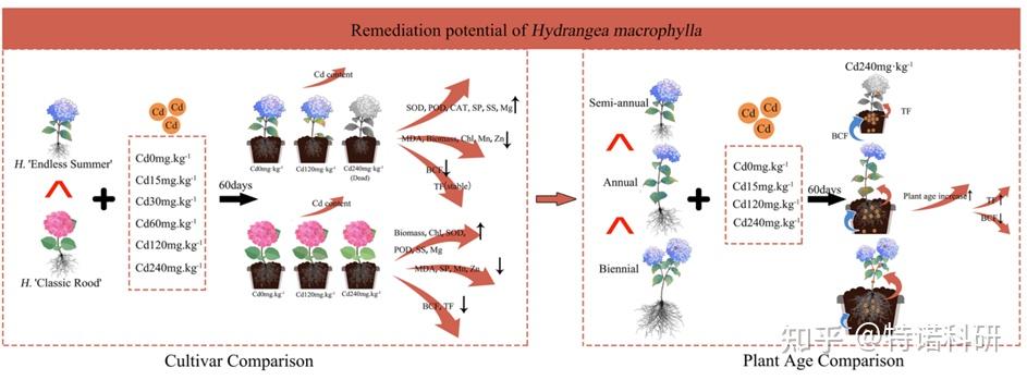 怎么做出一张精美的图文摘要 (graphical abstract) - 知乎