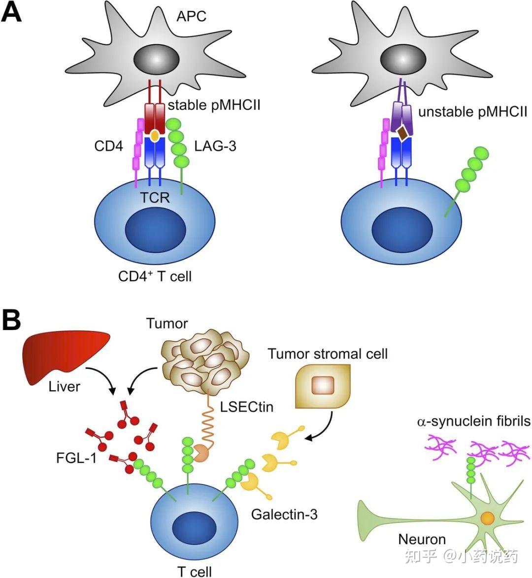 LAG-3靶向分子的临床开发研究进展 - 知乎