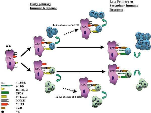 4-1BB（CD137）：T细胞共同刺激又一重要靶标 - 知乎