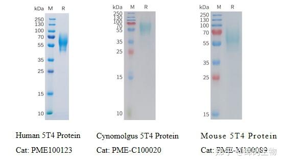 5T4-解锁多条生物药赛道的实体瘤靶点 - 知乎