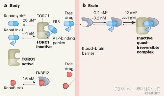 Nature：两种药物实现大脑特异的 mTOR 抑制 - 知乎