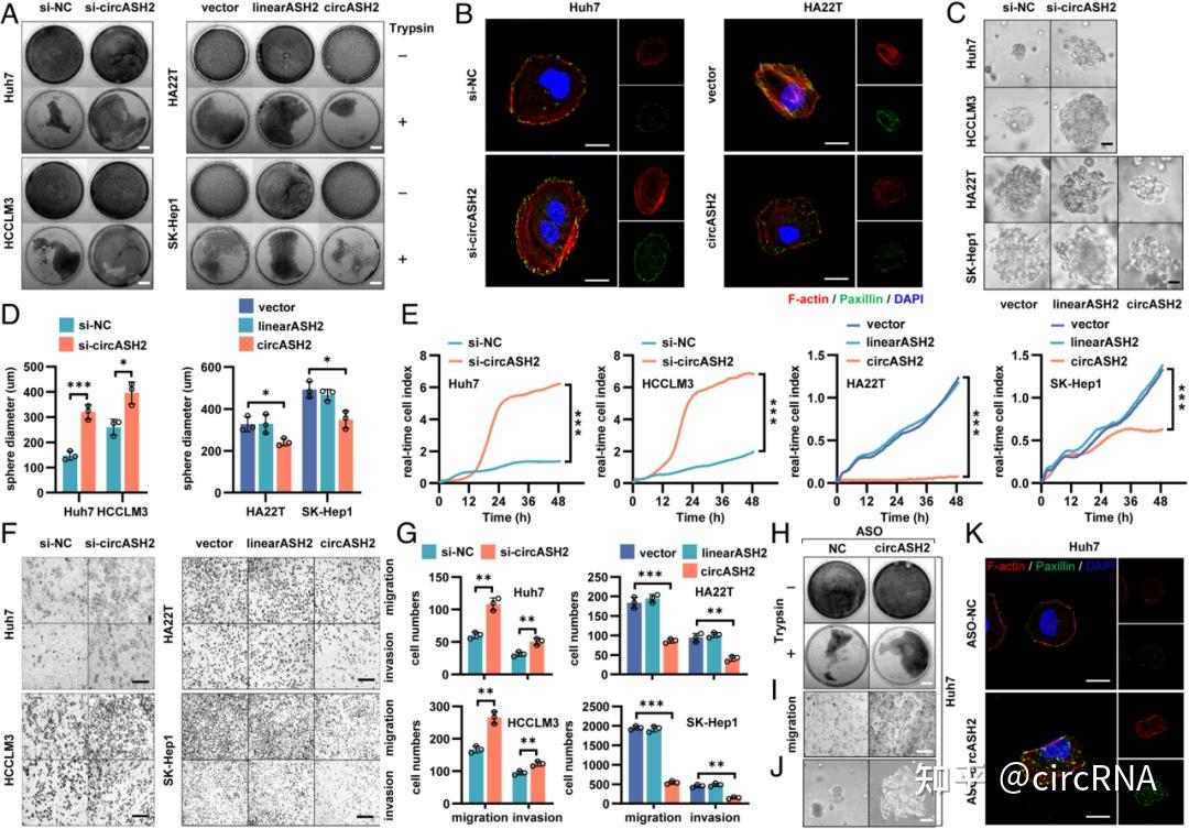 PNAS丨浙江大学医学院附属邵逸夫医院蔡秀军/史亮团队揭示circRNA-YBX1相分离介导的细胞骨架重塑抑制肝癌转移 - 知乎