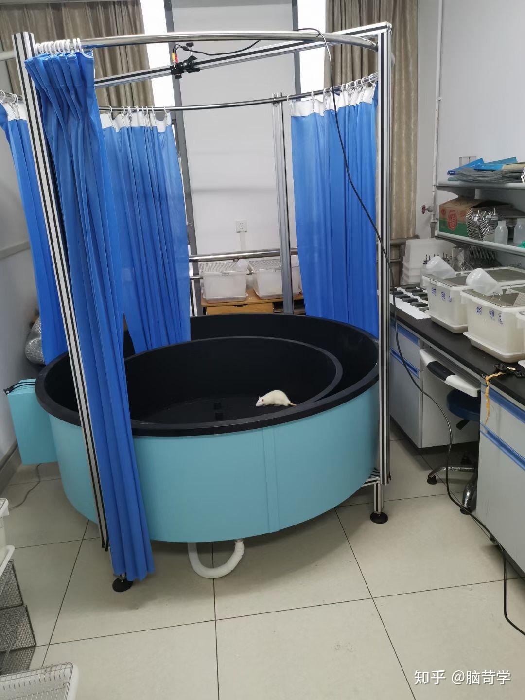 大鼠和小鼠 - 行为表现型研究的动物模型(2)