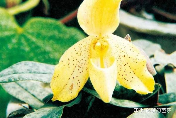 兰花植物花卉品种兜兰报春兜兰 绿兜兰 彩云兜兰 胼胝兜兰 同色兜兰 知乎