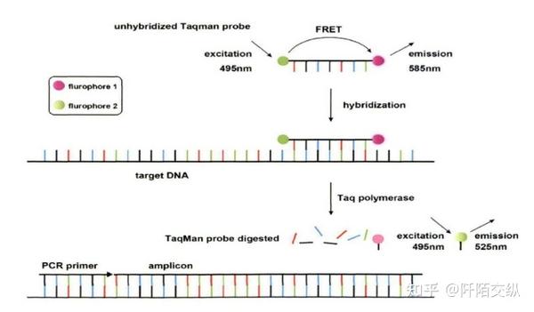 多重PCR技术解析与分享 - 知乎