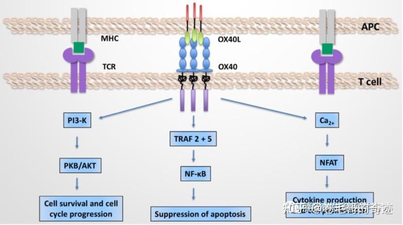 OX40-OX40L信号通路 - 知乎