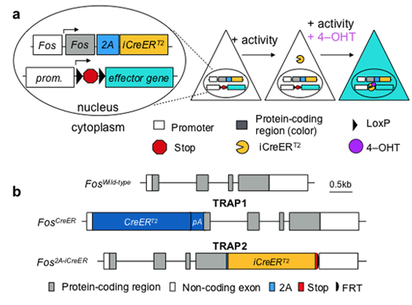 小布实用Tips ｜ 神经元活动依赖工具系列之一：TRAP2 - 知乎