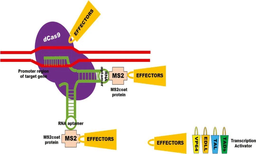 谈谈CRISPR/dCas9系统的“百变”应用（一） - 知乎