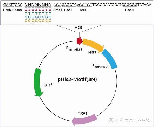 Motif 文库筛选策略——精准定义转录因子结合 DNA 基序！ - 知乎